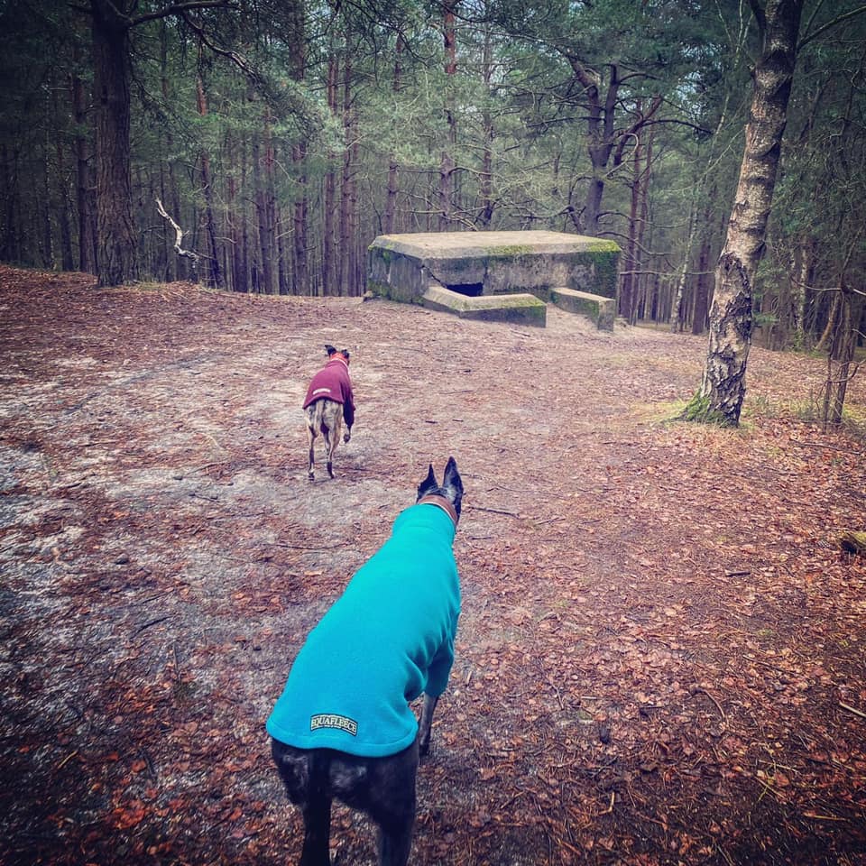 Hankley Common – Atlantic Wall – Walks with Rena