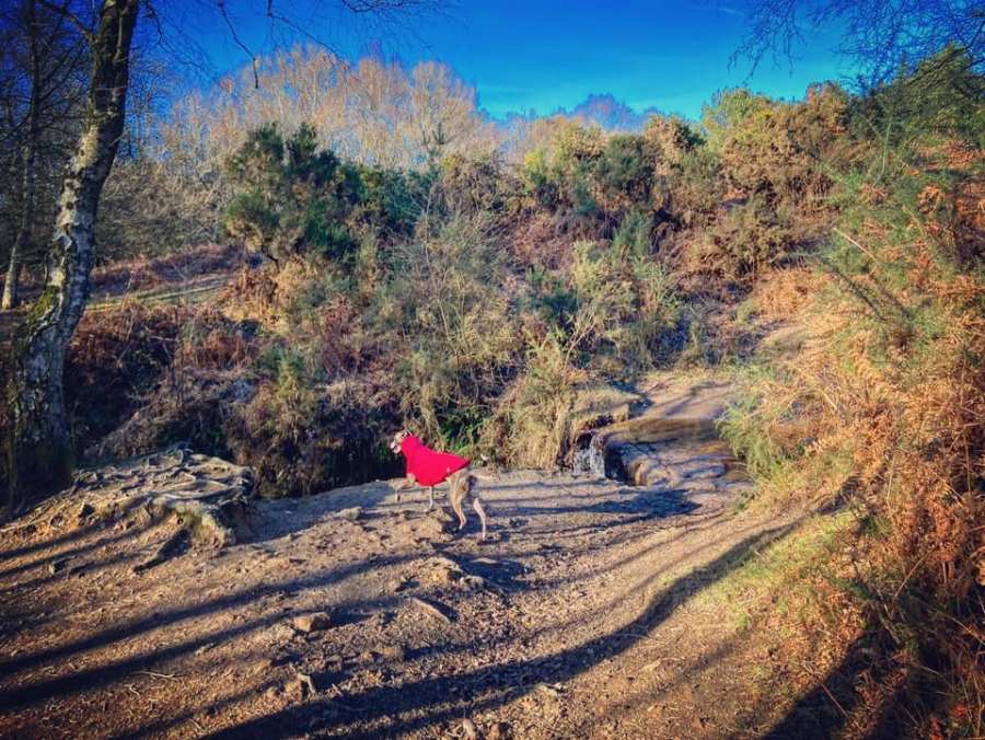Ashdown Forest – Garden of Eden waterfall from Ellison’s Pond – Walks ...