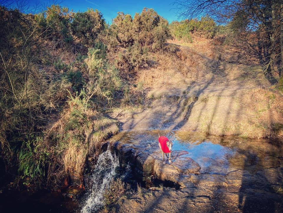 Ashdown Forest – Garden of Eden waterfall from Ellison’s Pond – Walks ...