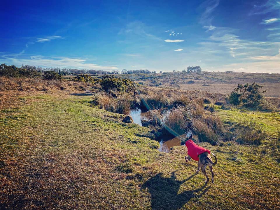Ashdown Forest – Garden of Eden waterfall from Ellison’s Pond – Walks ...