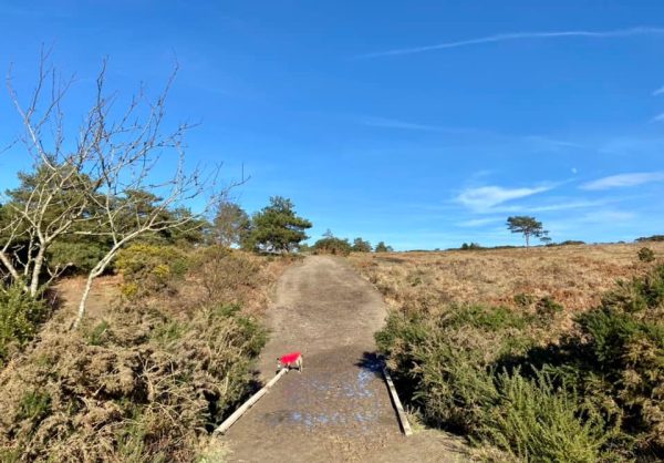Ashdown Forest – Garden of Eden waterfall from Ellison’s Pond – Walks ...