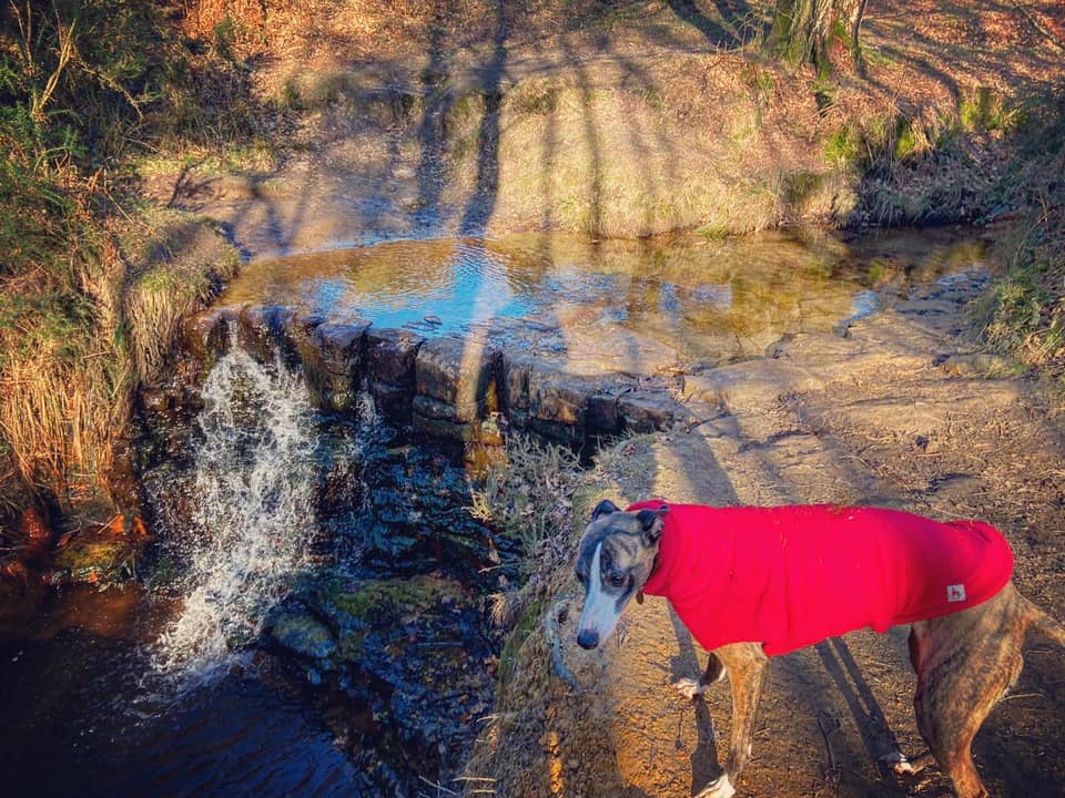 Ashdown Forest – Garden of Eden waterfall from Ellison’s Pond – Walks ...