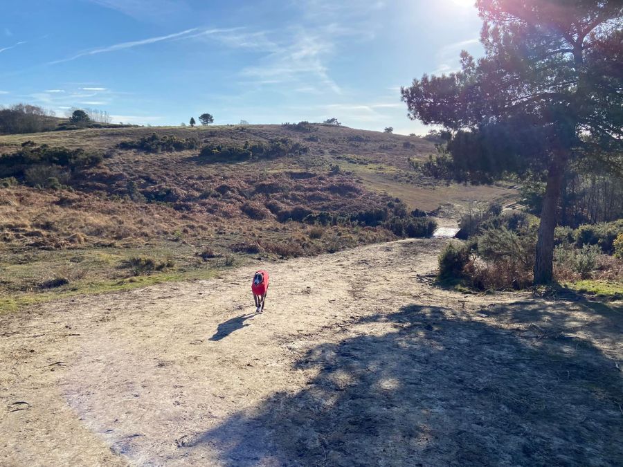 Ashdown Forest – Garden of Eden waterfall from Ellison’s Pond – Walks ...