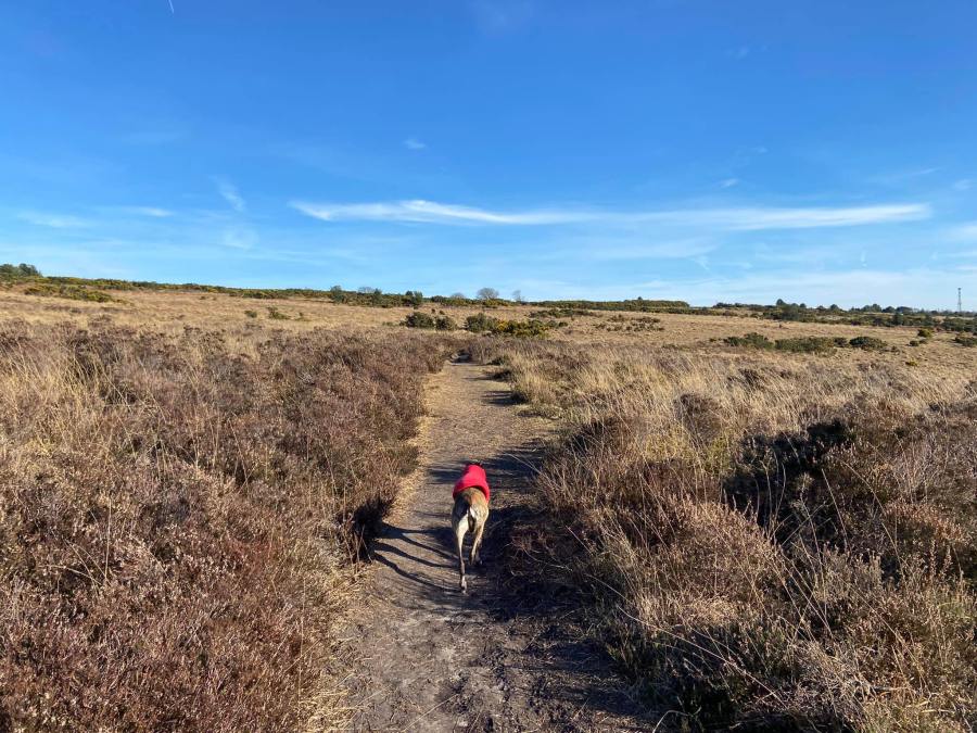 Ashdown Forest – Garden of Eden waterfall from Ellison’s Pond – Walks ...