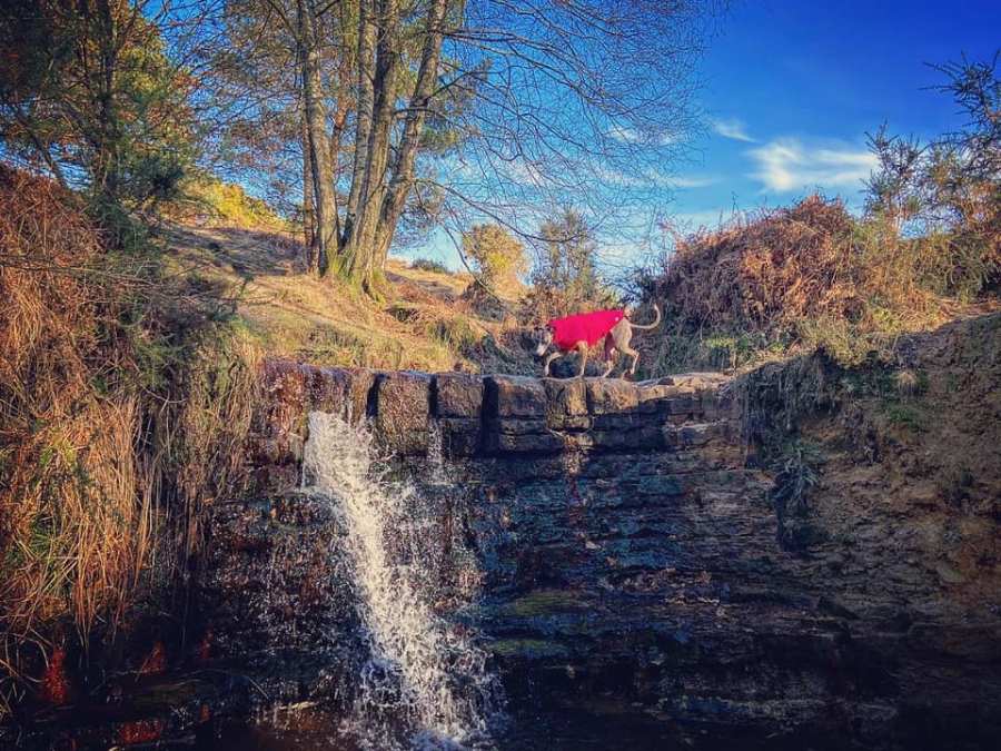 Ashdown Forest – Garden of Eden waterfall from Ellison’s Pond – Walks ...