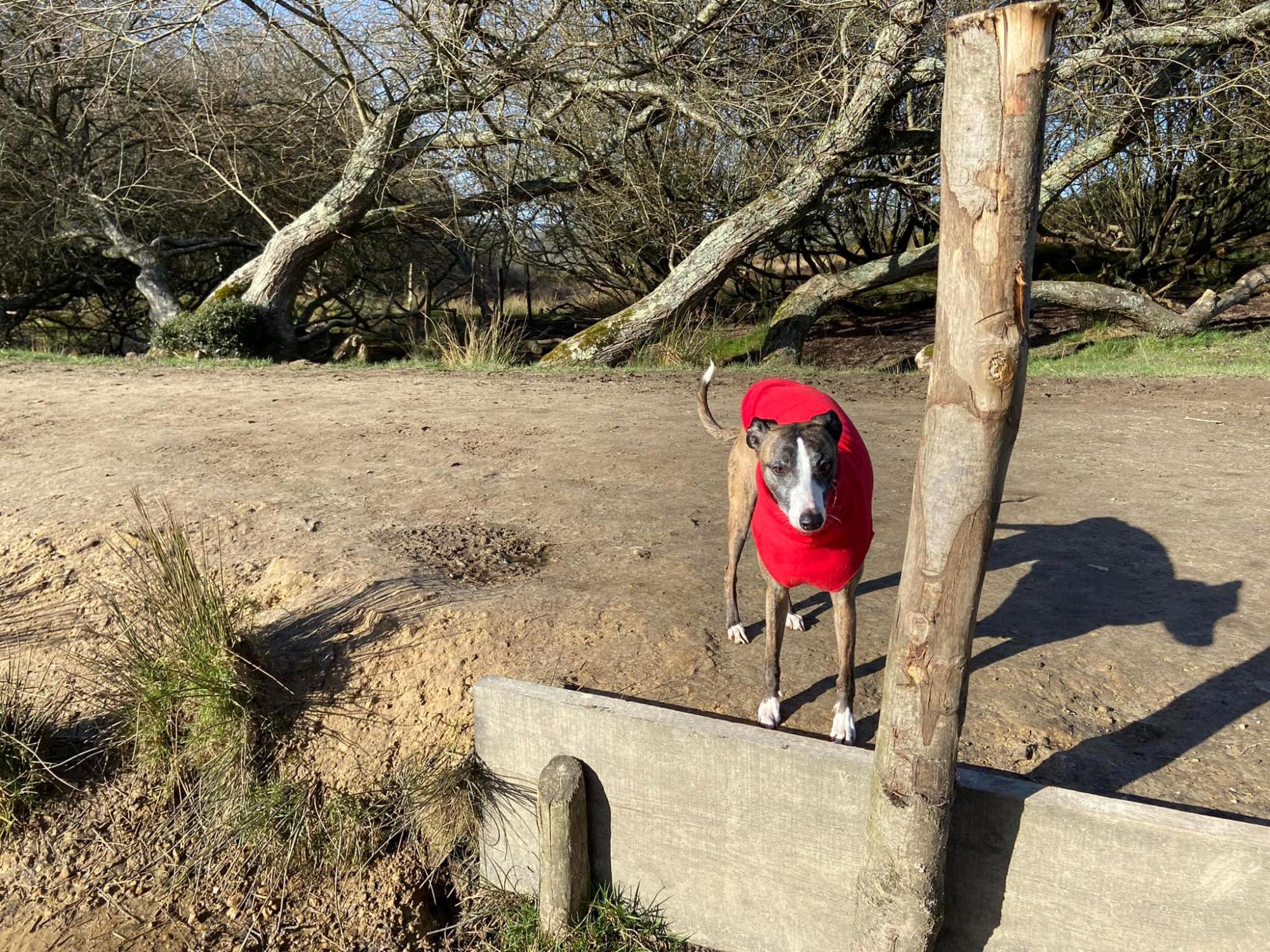 Ashdown Forest – Garden of Eden waterfall from Ellison’s Pond – Walks ...