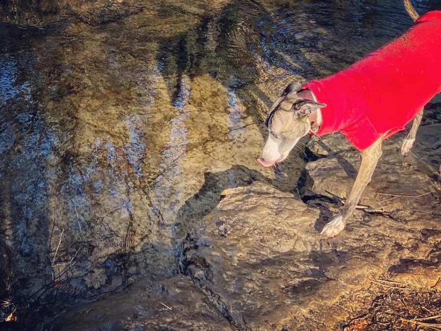 Ashdown Forest – Garden of Eden waterfall from Ellison’s Pond – Walks ...