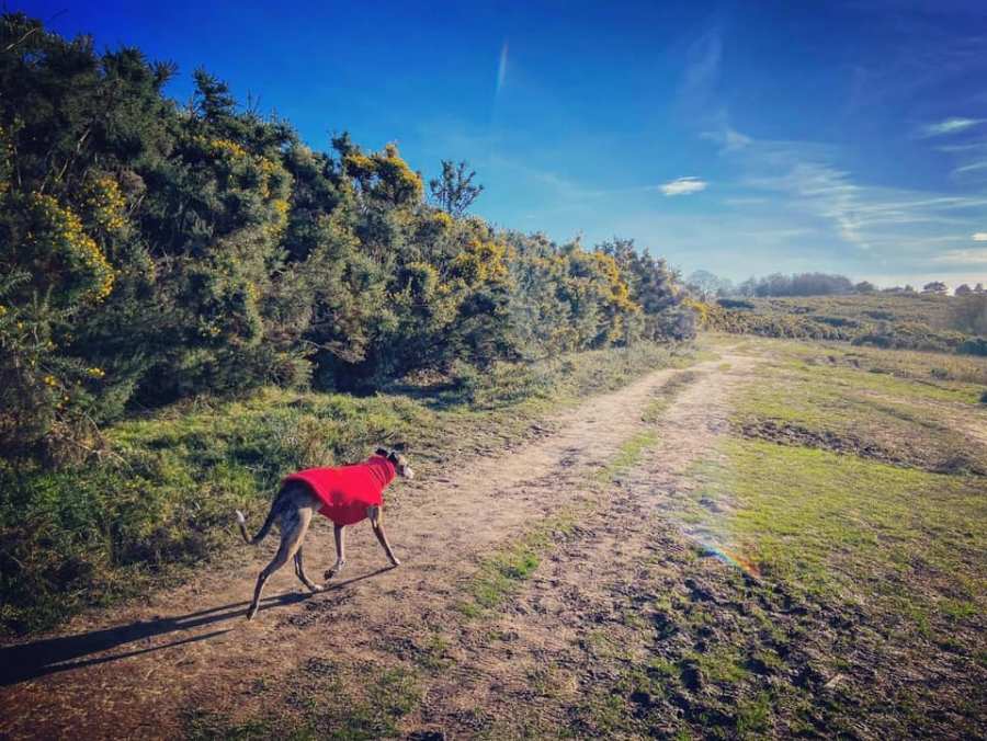 Ashdown Forest – Garden of Eden waterfall from Ellison’s Pond – Walks ...