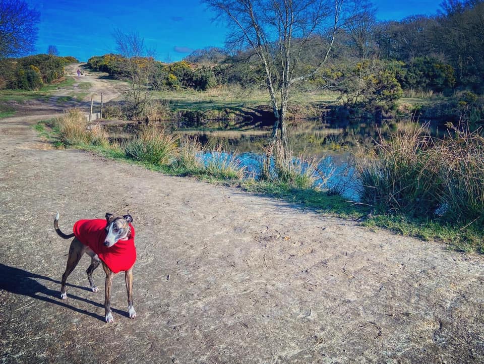 Ashdown Forest – Garden of Eden waterfall from Ellison’s Pond – Walks ...