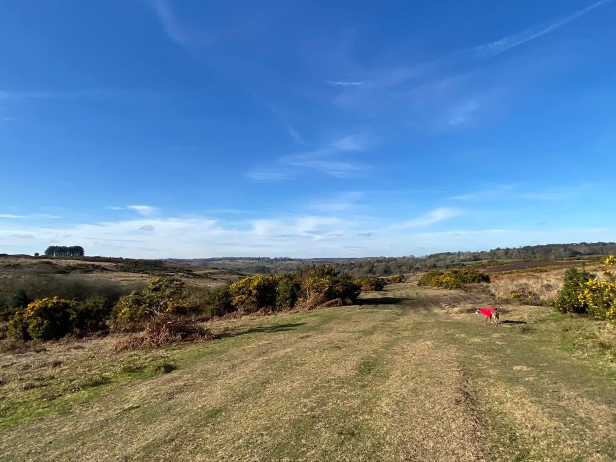 Ashdown Forest – Garden of Eden waterfall from Ellison’s Pond – Walks ...