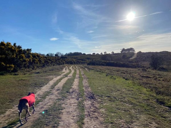 Ashdown Forest – Garden of Eden waterfall from Ellison’s Pond – Walks ...
