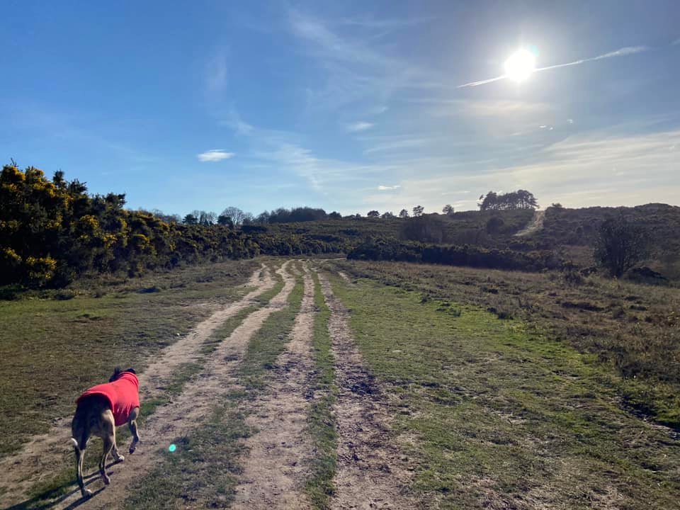 Ashdown Forest – Garden of Eden waterfall from Ellison’s Pond – Walks ...