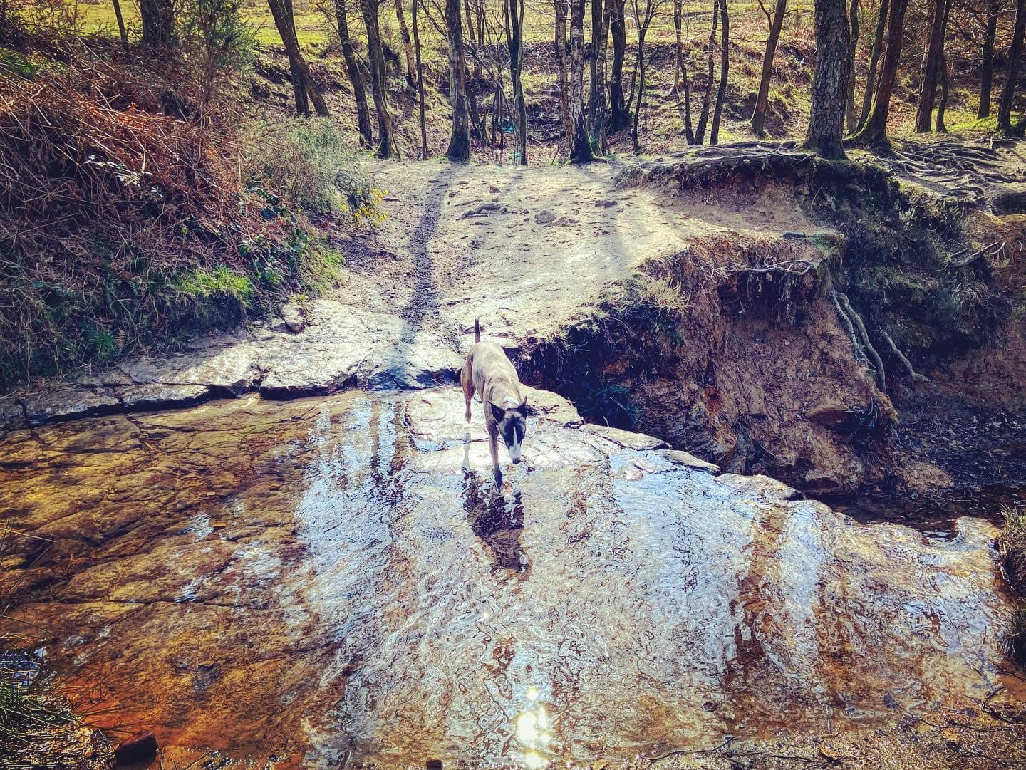 Ashdown Forest – Garden of Eden waterfall from Ellison’s Pond – Walks ...