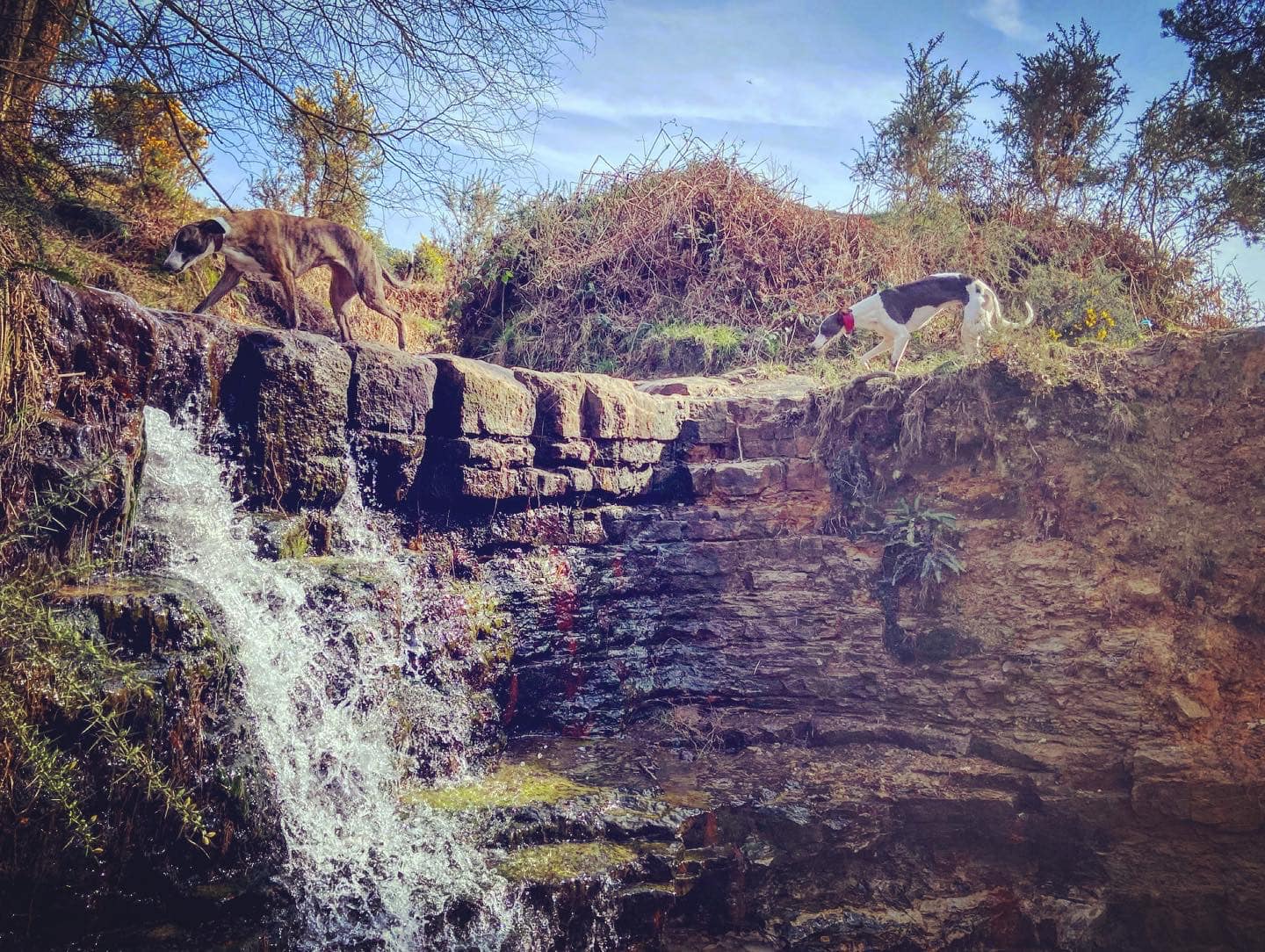 Ashdown Forest – Garden of Eden waterfall from Ellison’s Pond – Walks ...