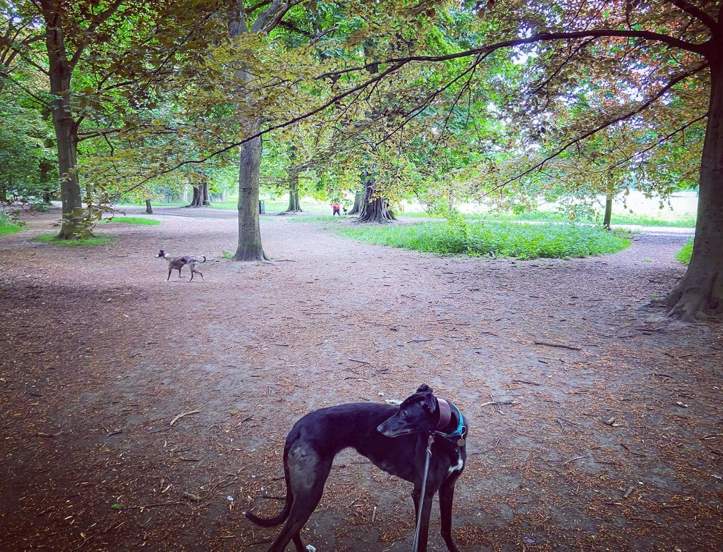 Nonsuch Park and Warren Farm – Walks with Rena