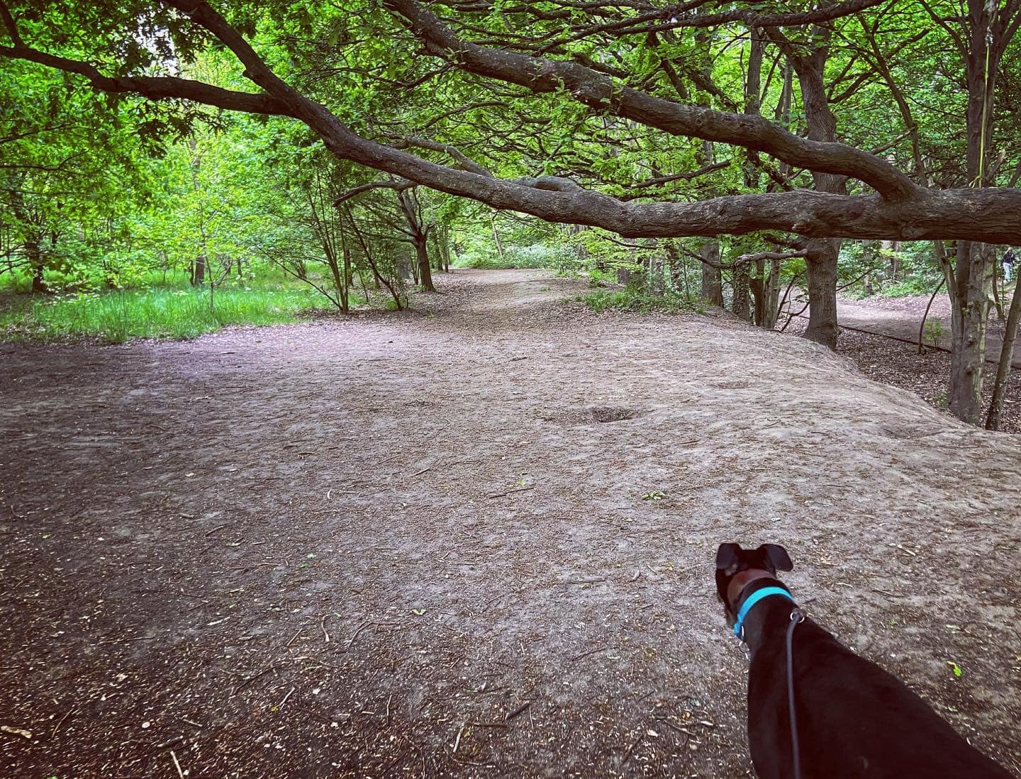 Nonsuch Park and Warren Farm – Walks with Rena