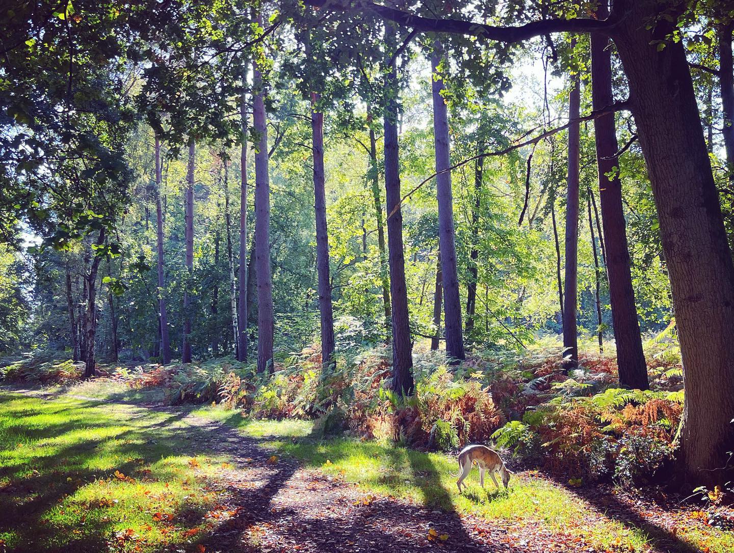 Swinley Forest – Walks with Rena