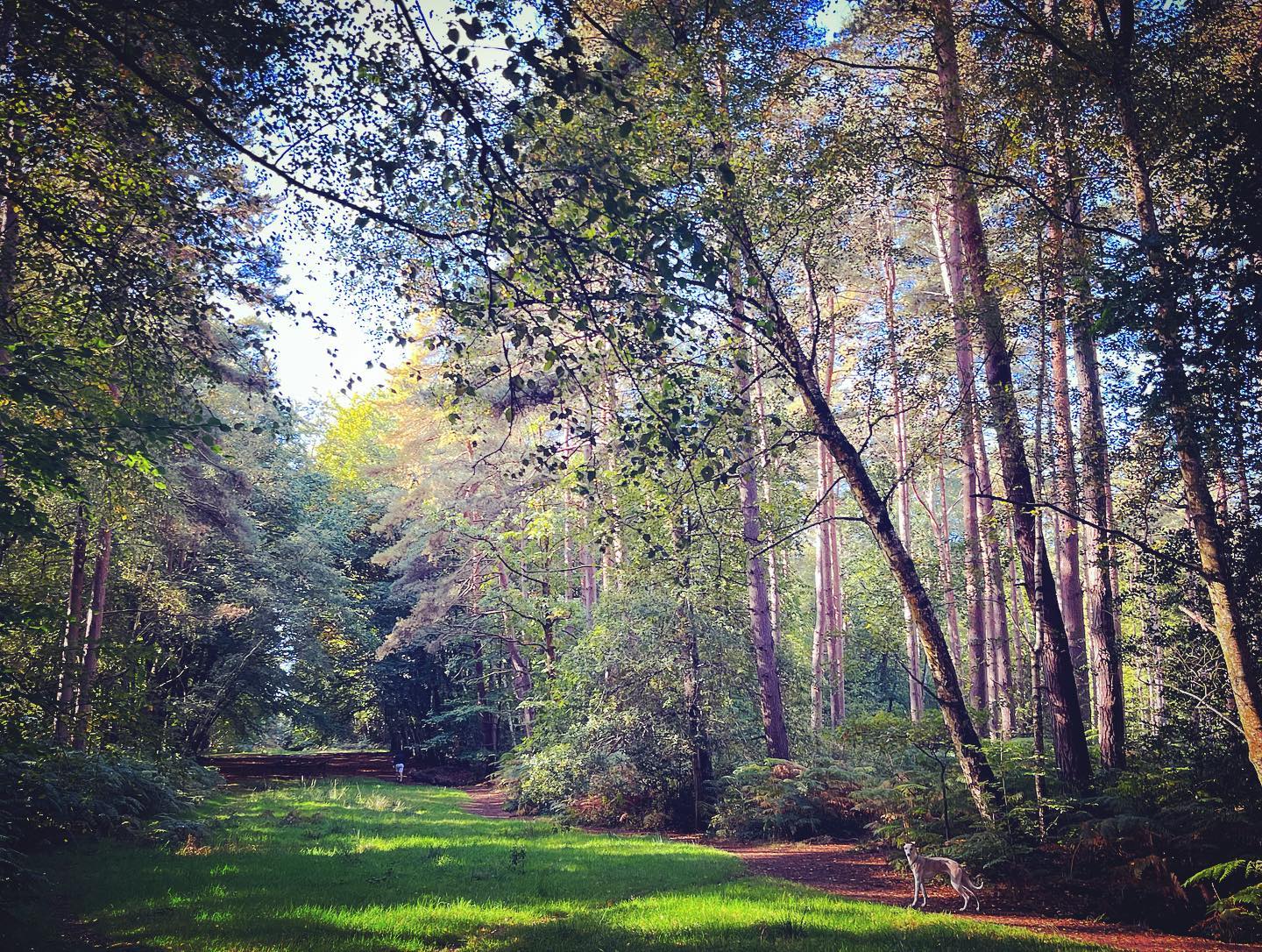 Swinley Forest – Walks with Rena