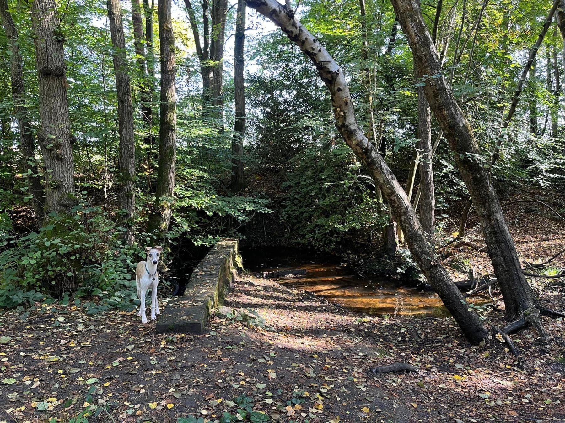 Swinley Forest – Walks with Rena
