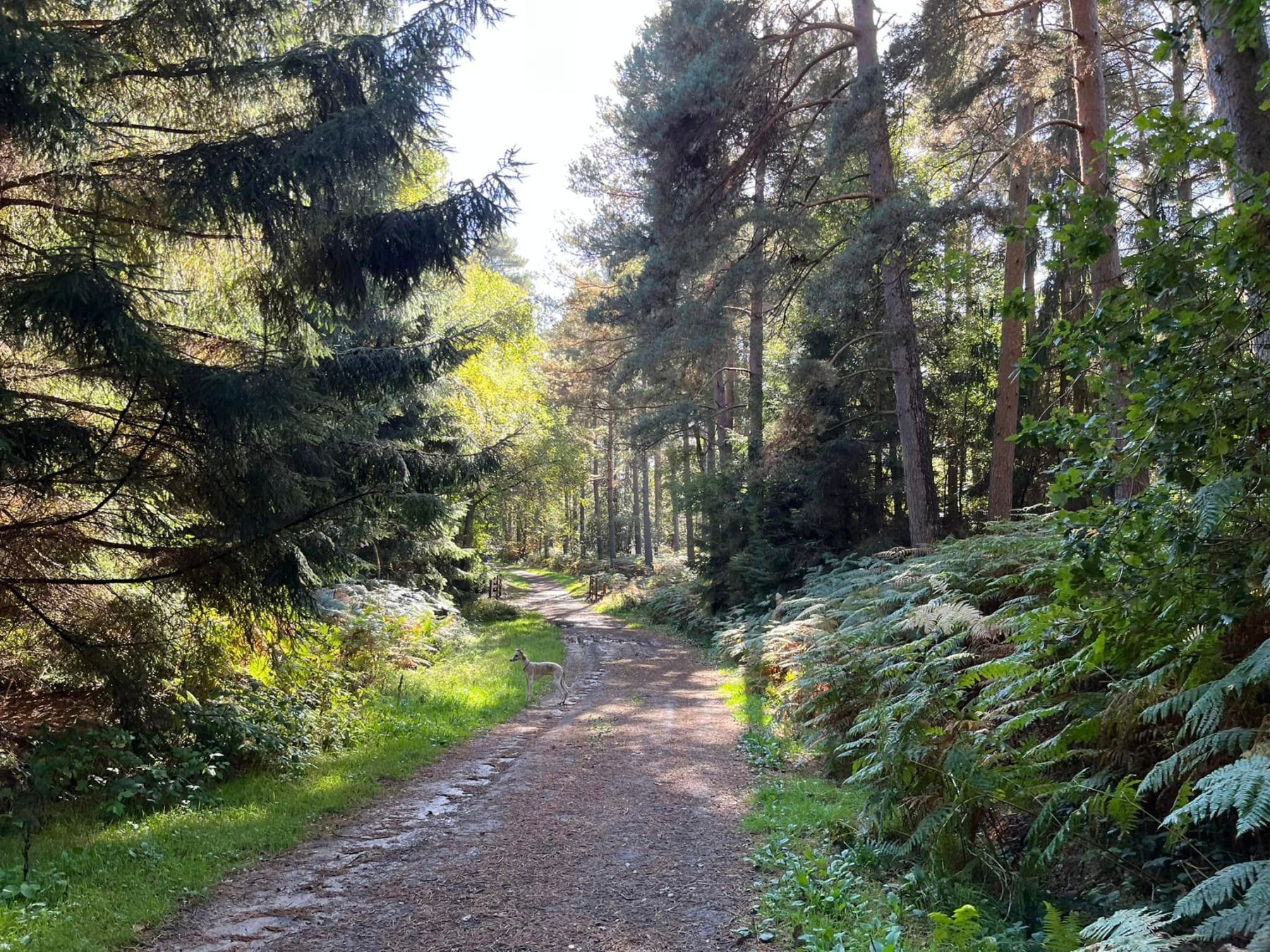Swinley Forest – Walks with Rena