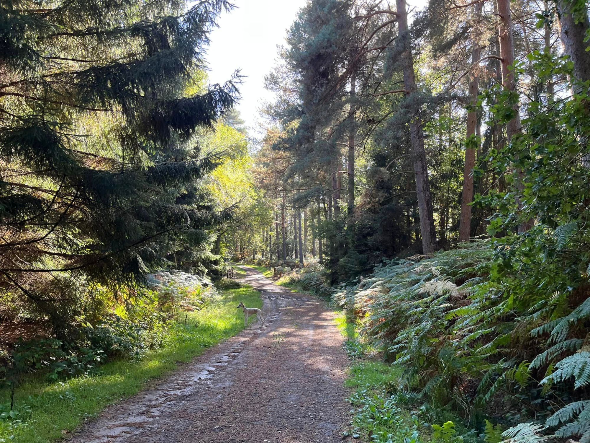 Swinley Forest – Walks with Rena