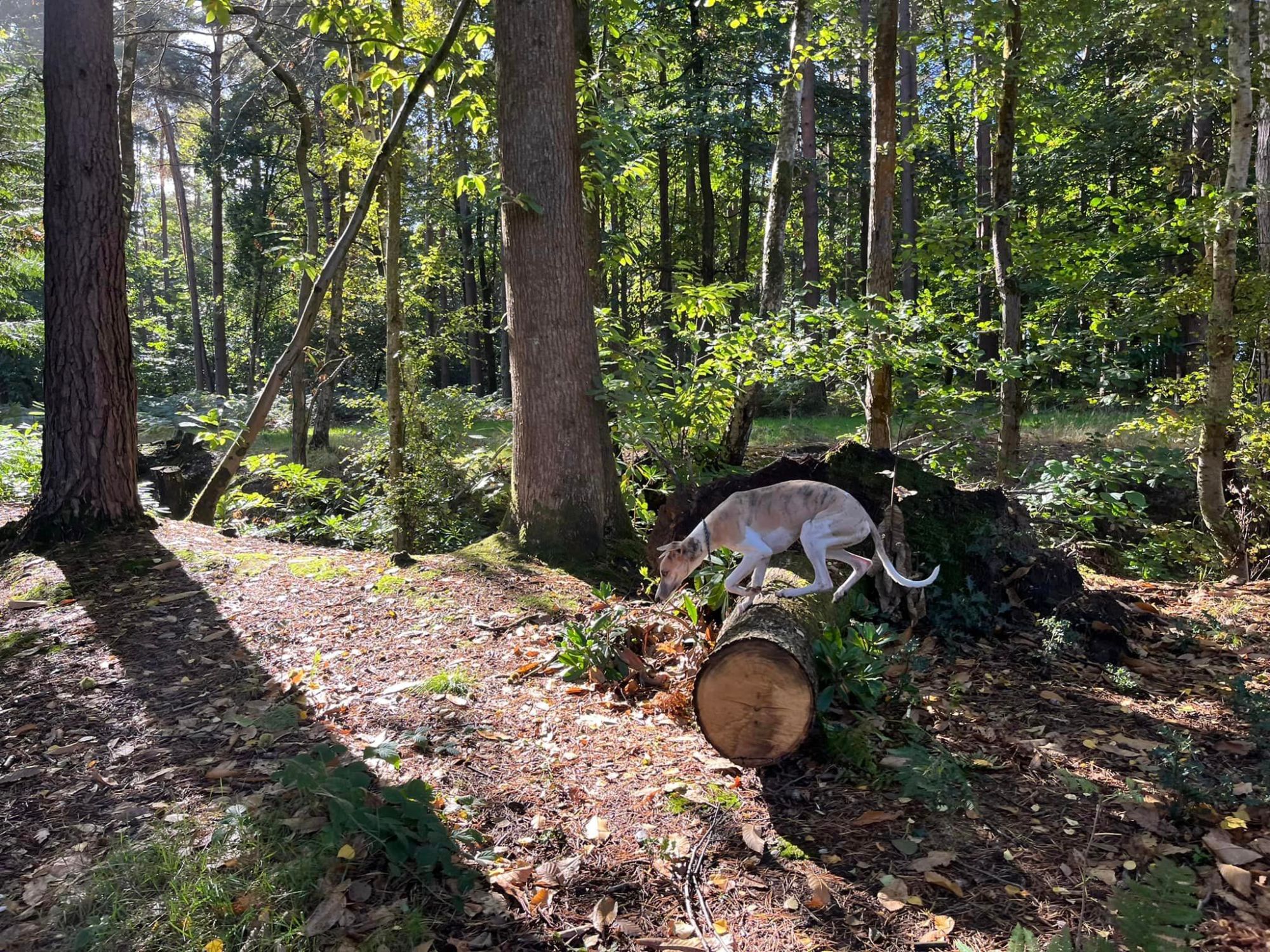 Swinley Forest – Walks with Rena