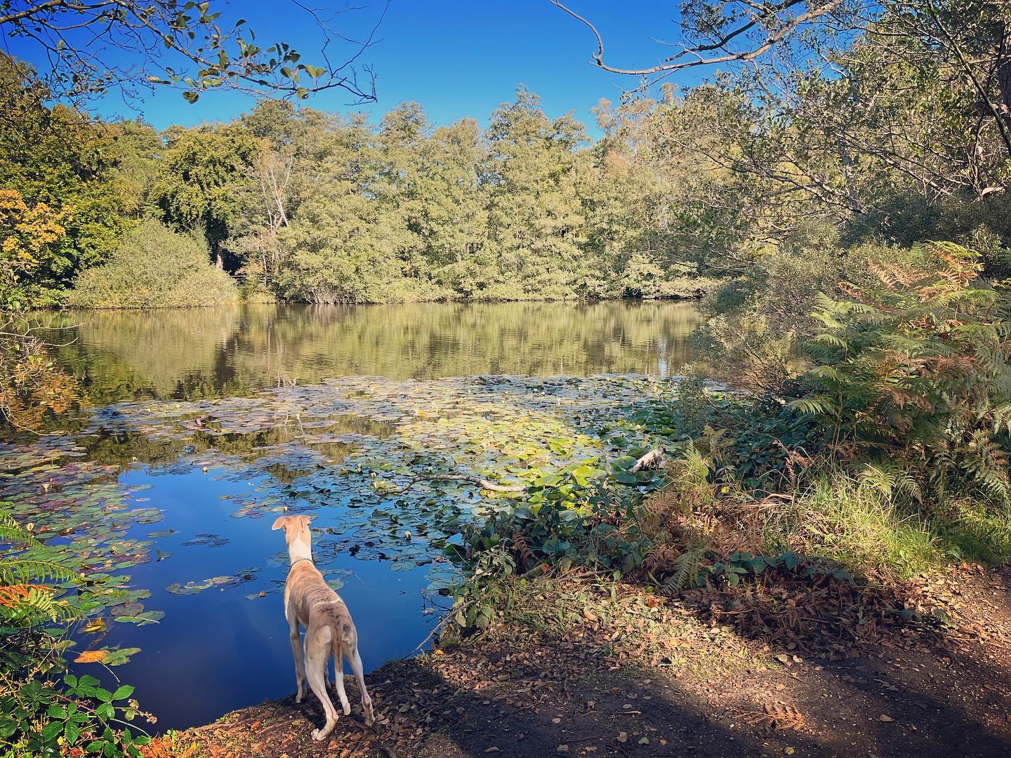 Swinley Forest – Walks with Rena