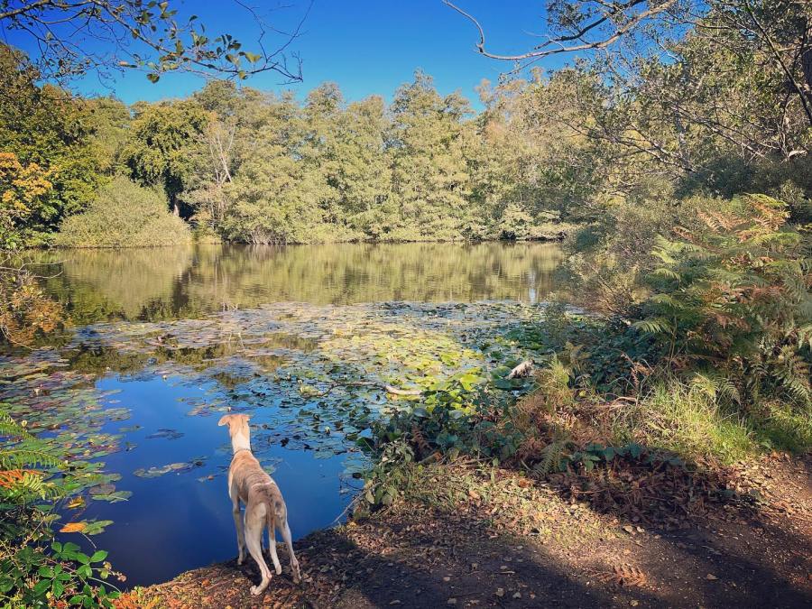 Swinley Forest – Walks with Rena