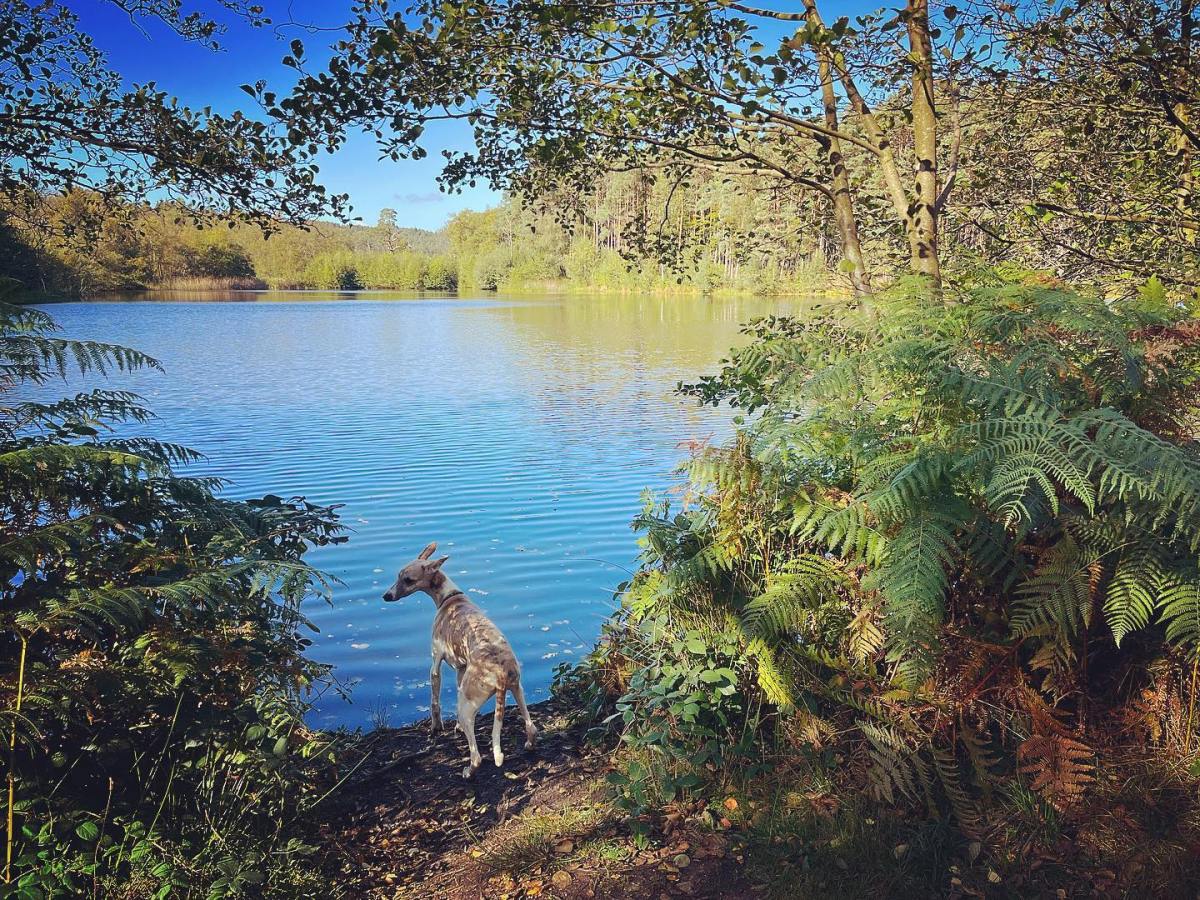 Swinley Forest – Walks with Rena
