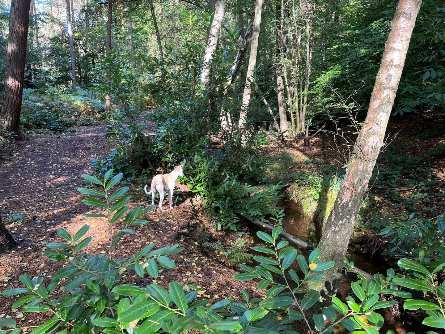 Swinley Forest – Walks with Rena
