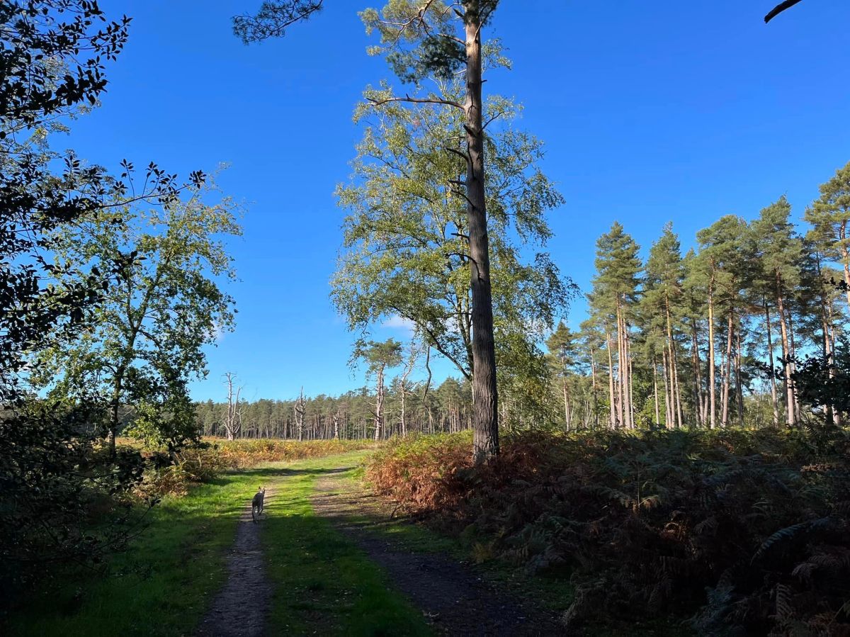 Swinley Forest – Walks with Rena