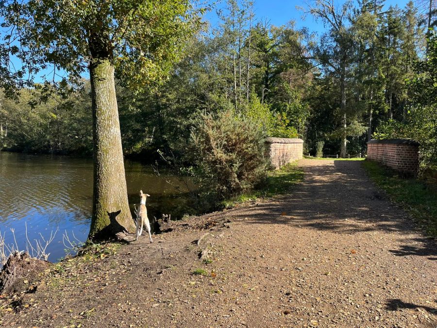 Swinley Forest – Walks with Rena