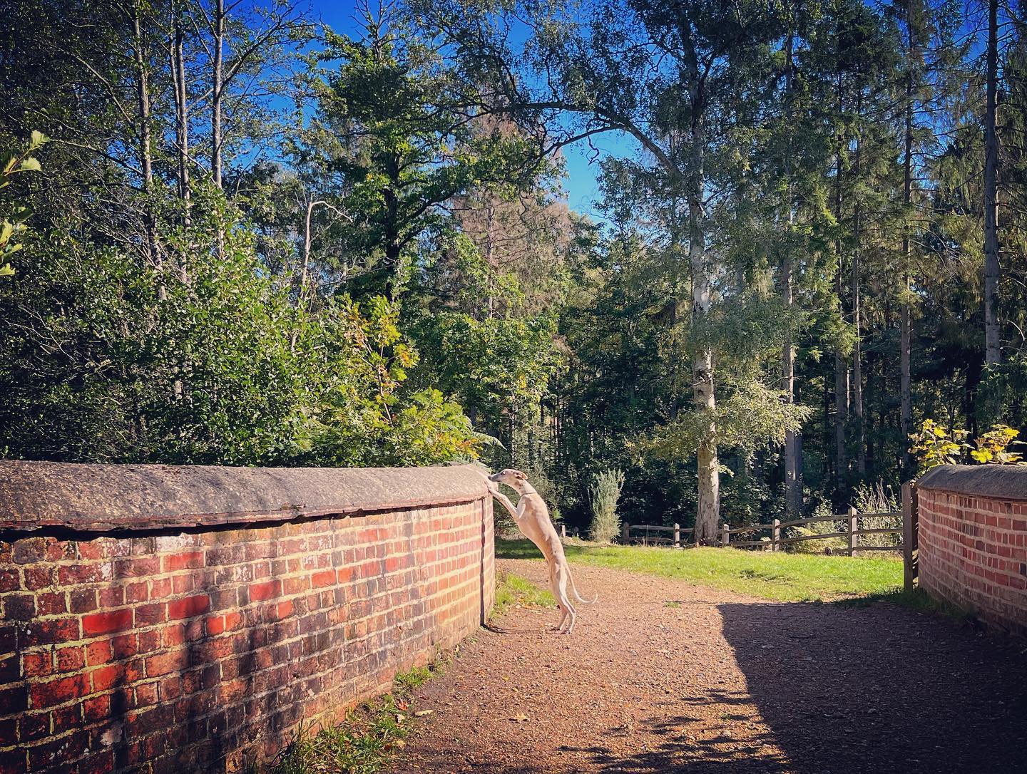 Swinley Forest – Walks with Rena