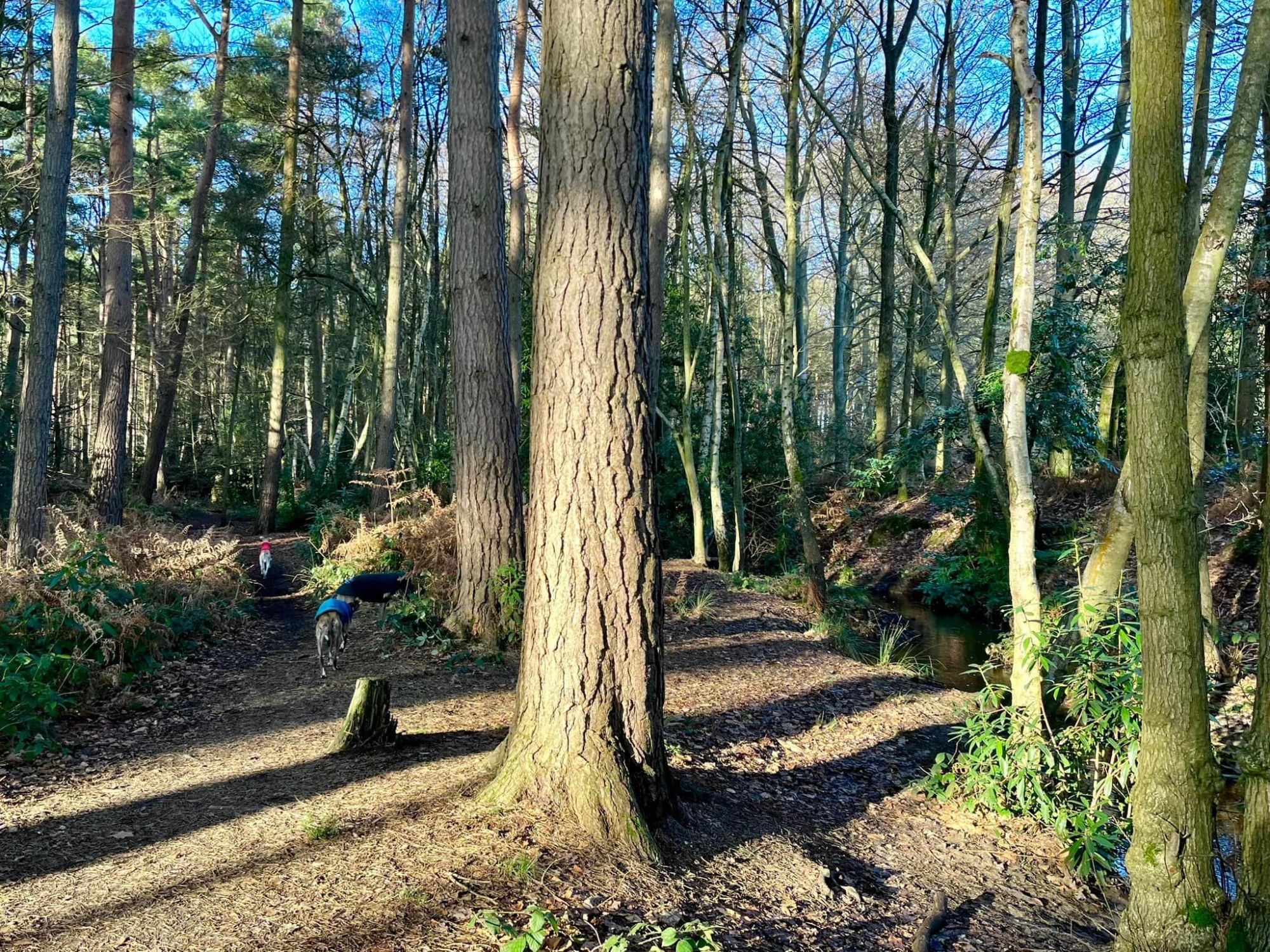 Swinley Forest – Walks with Rena