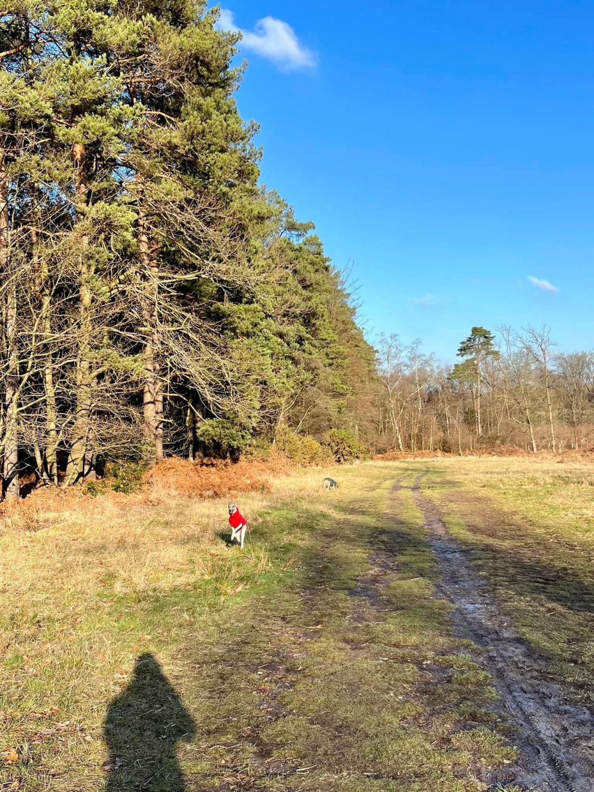 Swinley Forest – Walks with Rena