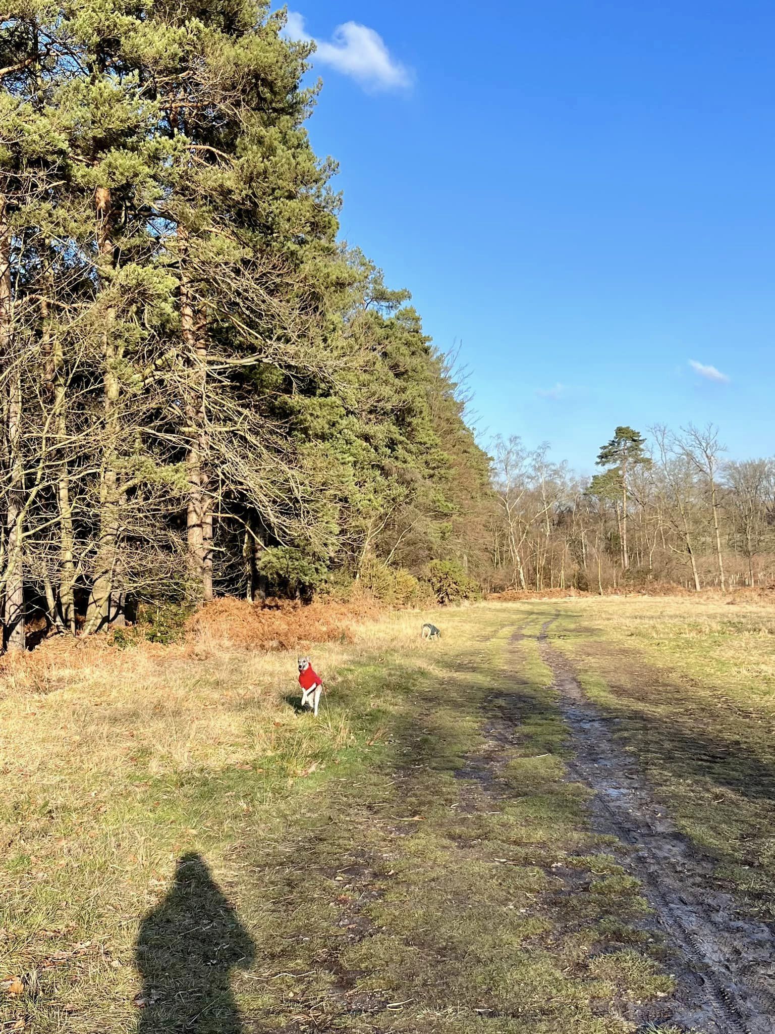 Swinley Forest – Walks with Rena