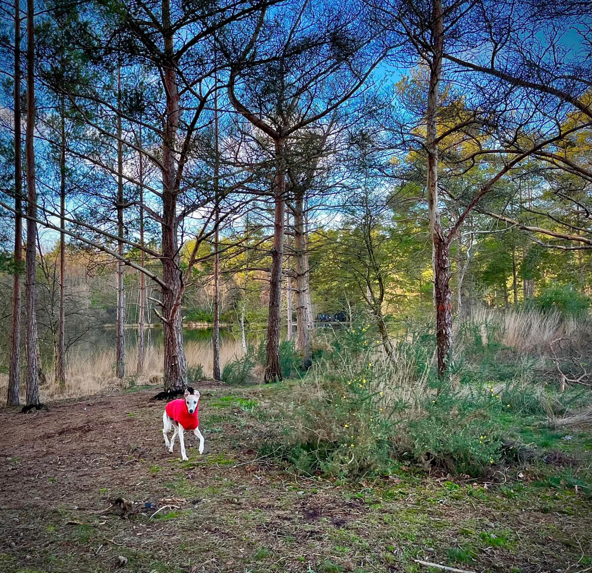 Thursley Common National Nature Reserve – Walks with Rena
