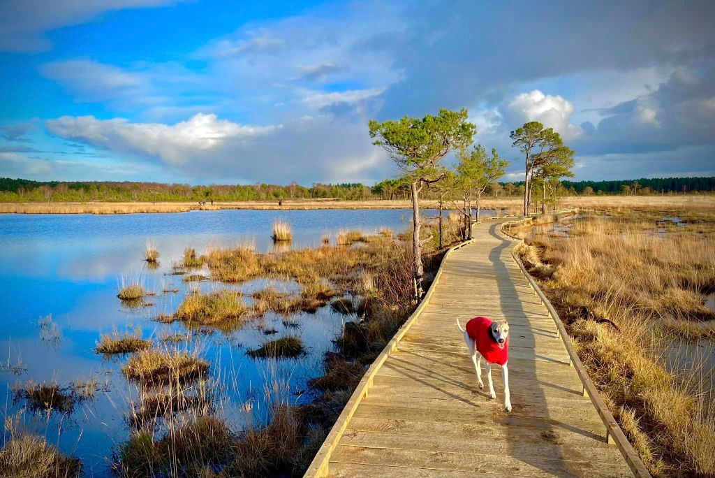 Thursley Common National Nature Reserve – Walks with Rena