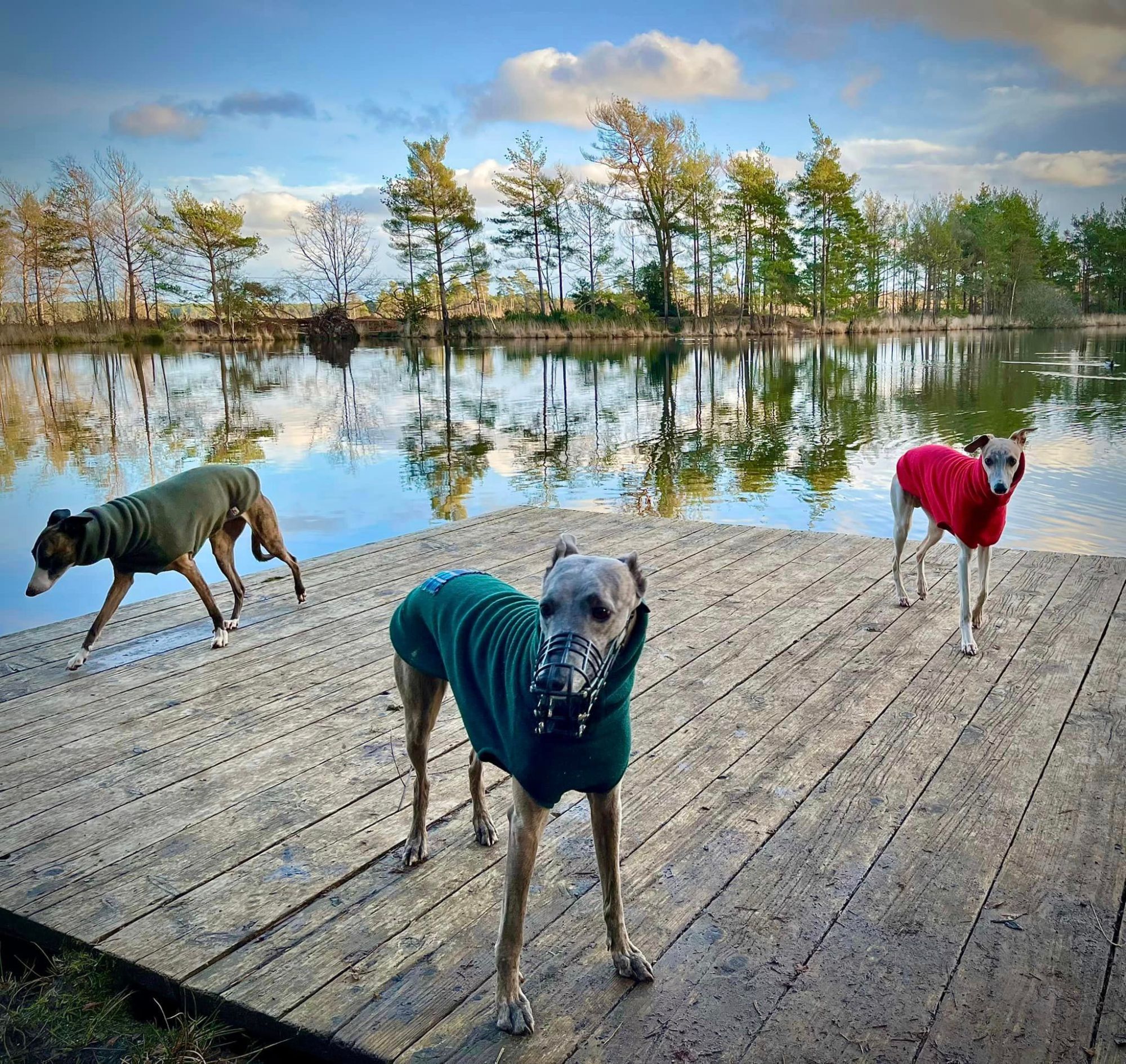 Thursley Common National Nature Reserve – Walks with Rena