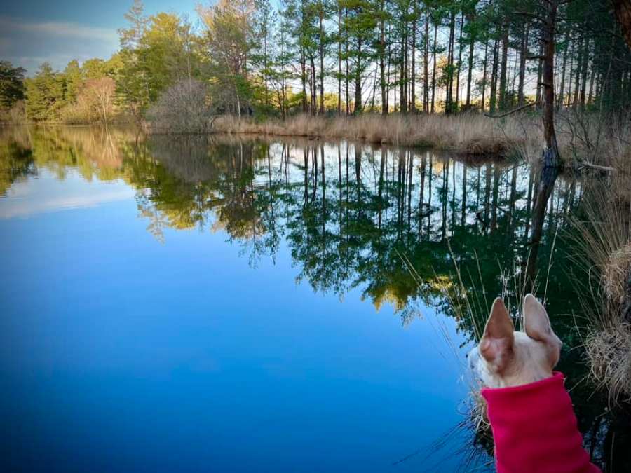 Thursley Common National Nature Reserve – Walks with Rena