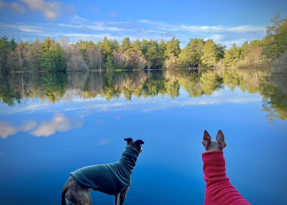 Thursley Common National Nature Reserve – Walks with Rena