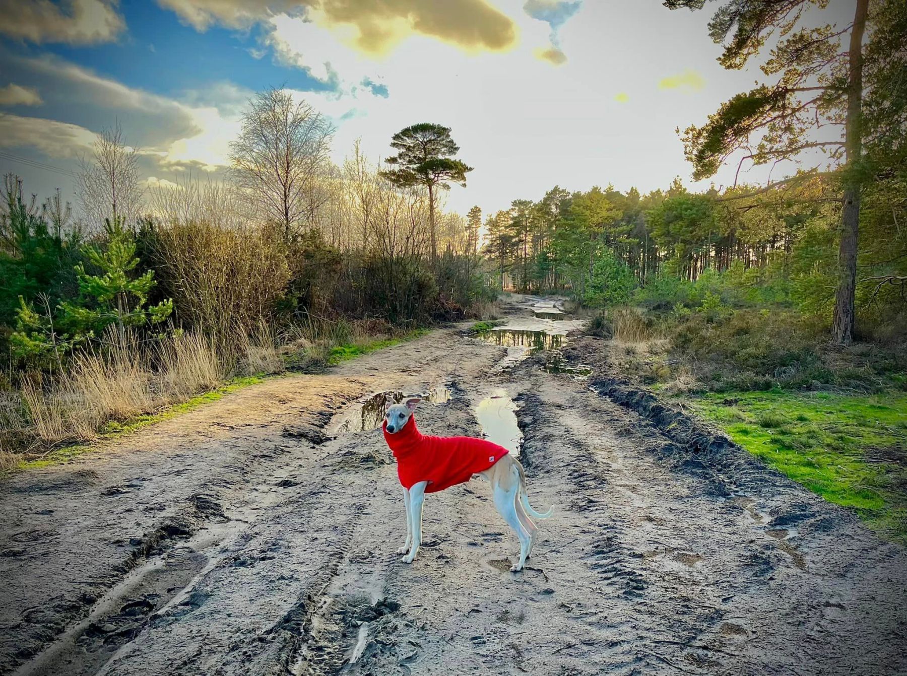 Thursley Common National Nature Reserve – Walks with Rena