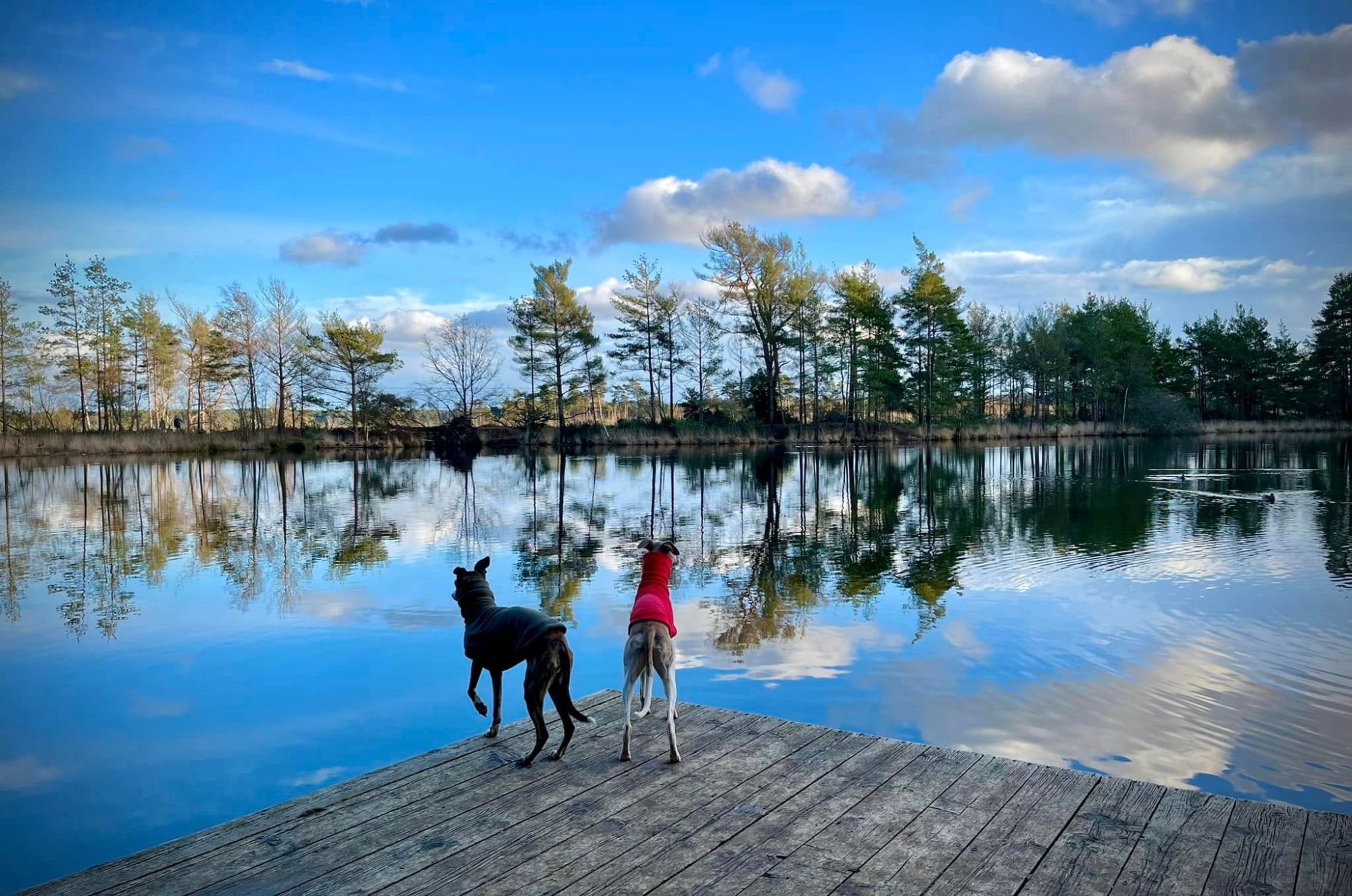 Thursley Common National Nature Reserve – Walks with Rena