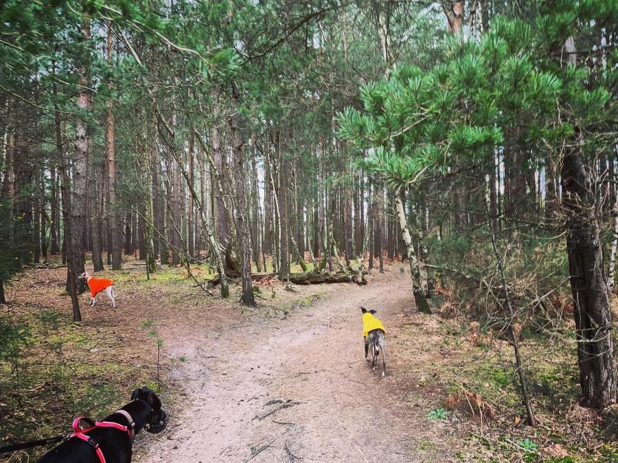 Thursley Common National Nature Reserve – Walks with Rena