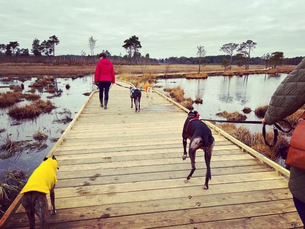 Thursley Common National Nature Reserve – Walks with Rena