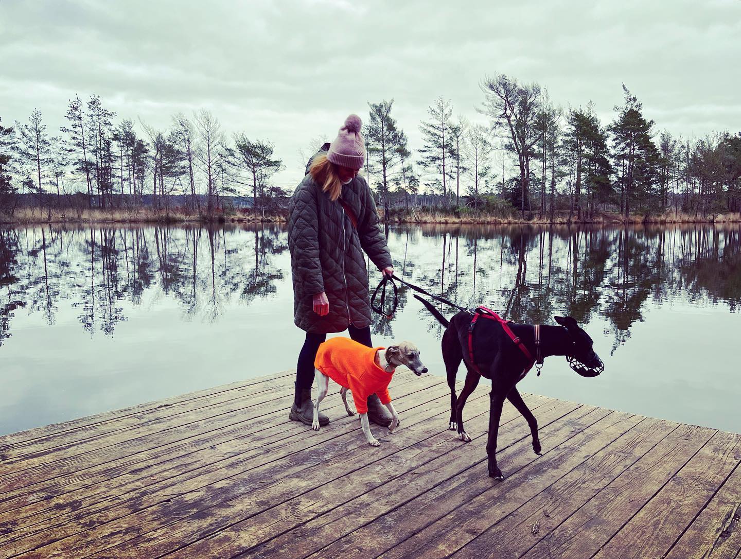 Thursley Common National Nature Reserve – Walks with Rena