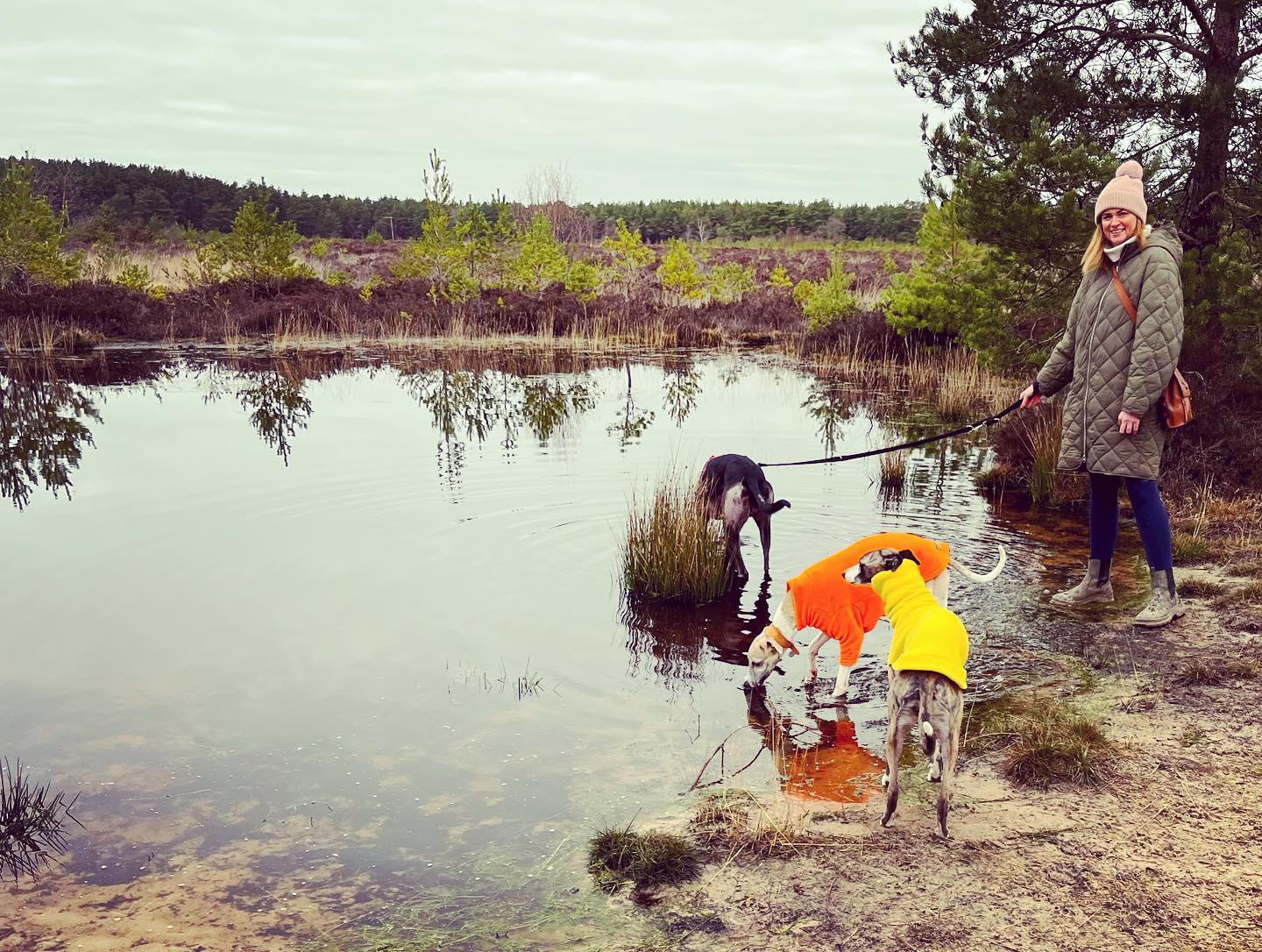 Thursley Common National Nature Reserve – Walks with Rena