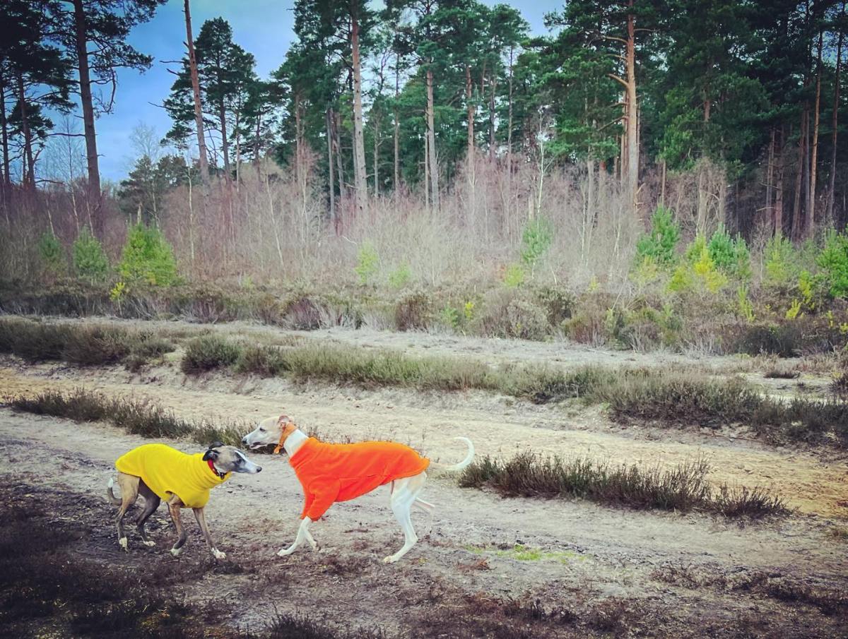 Thursley Common National Nature Reserve – Walks with Rena