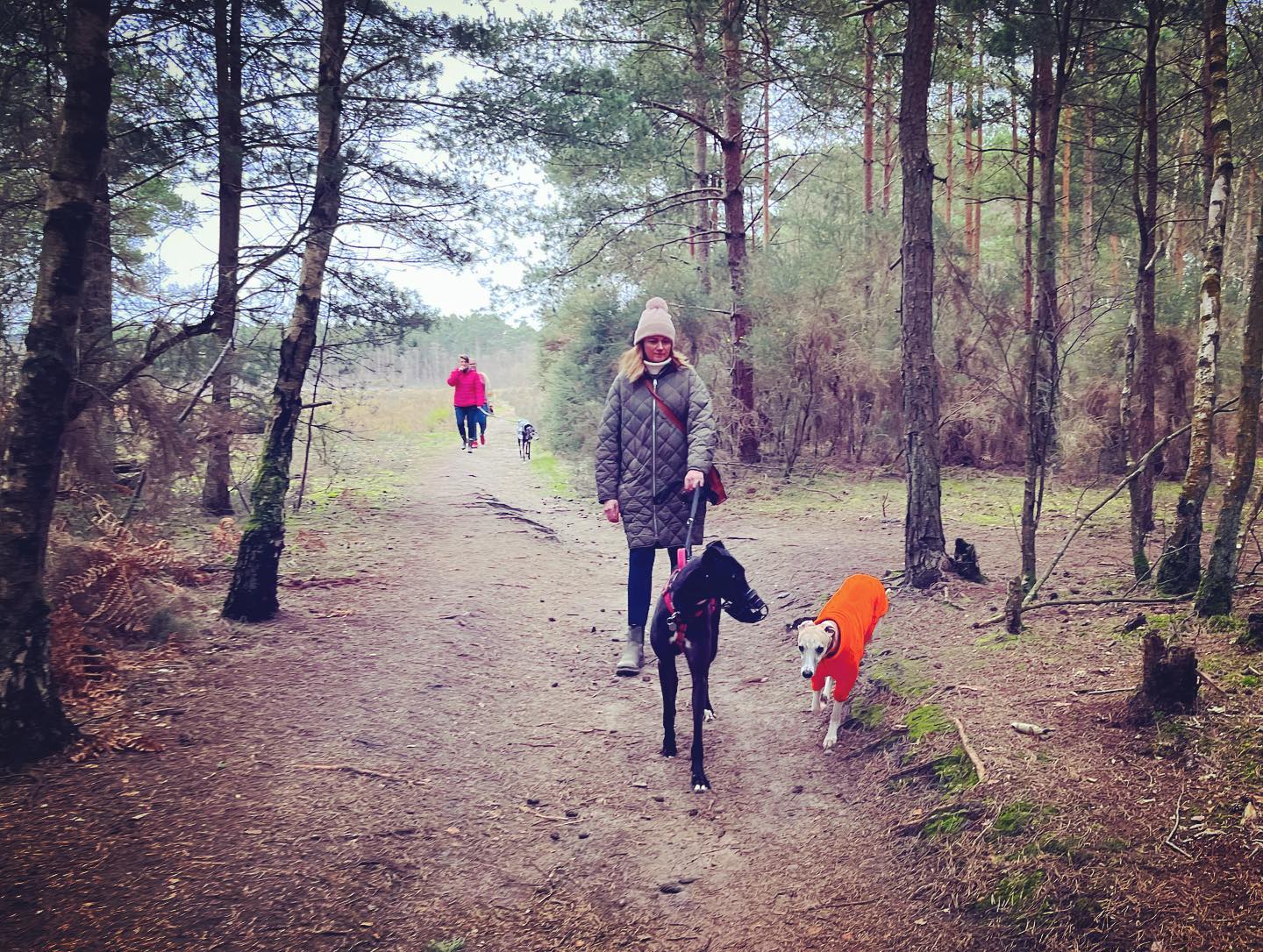 Thursley Common National Nature Reserve – Walks with Rena