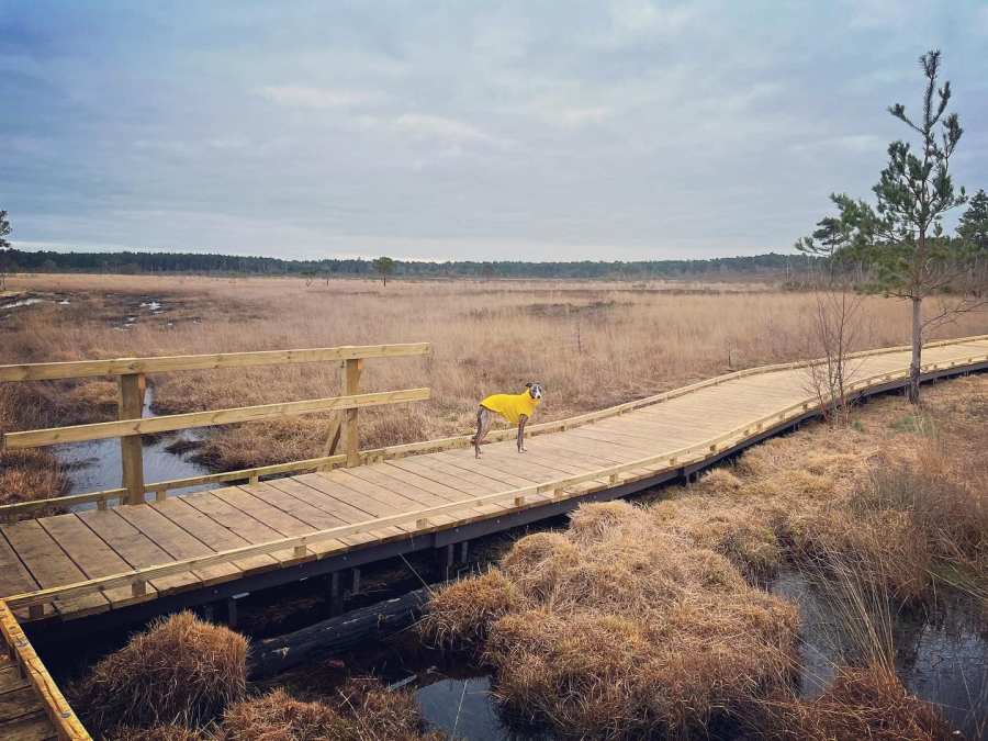 Thursley Common National Nature Reserve – Walks with Rena